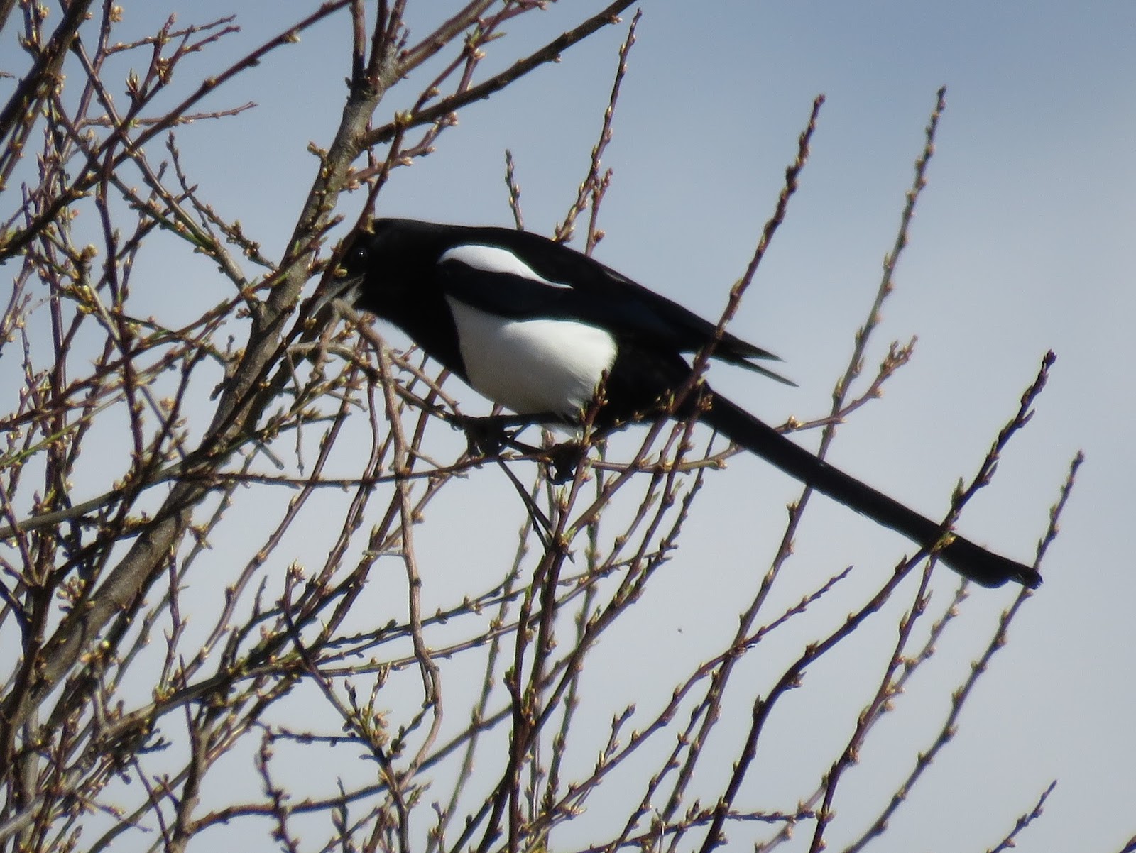 Mine naturfotos: Krage- og skadefugle