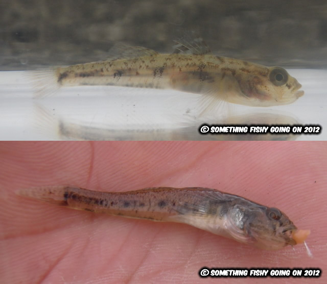 Something Fishy Going On: An idiot's guide to U.K. goby identification.