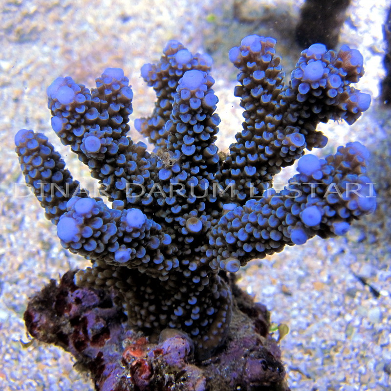 PT. DINAR DARUM LESTARI: Acropora spp