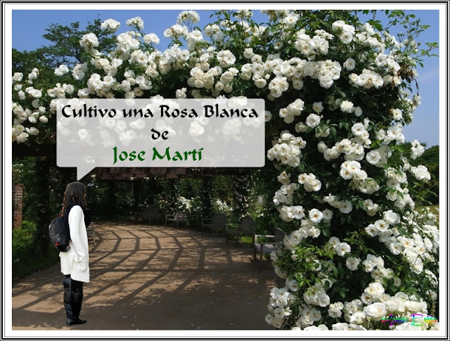 Poemas Universales: Cultivo una Rosa Blanca - José Martí