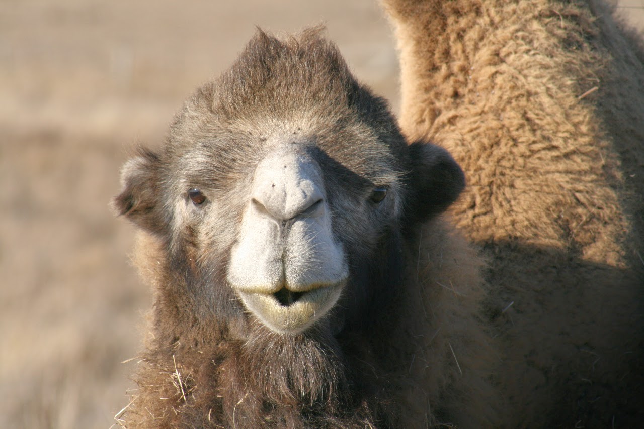 Conversations with Karla: CAMEL RIDE-“I’d Walk A Mile For A Camel”