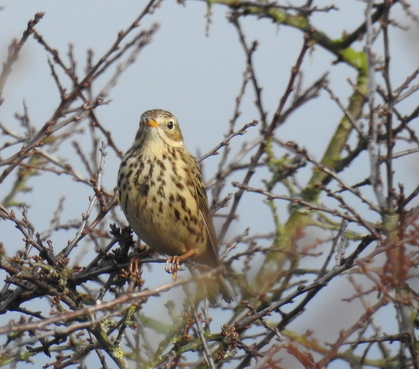 About a Brook: Ifton Meadow