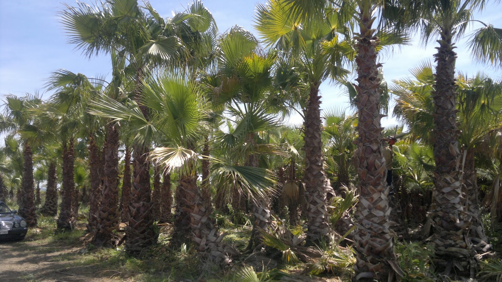 ΦΥΤΩΡΙΑ ΔΕΛΤΑ NURSERIES DELTA TREES LTD: HECTARES OF OPEN FIELD ...