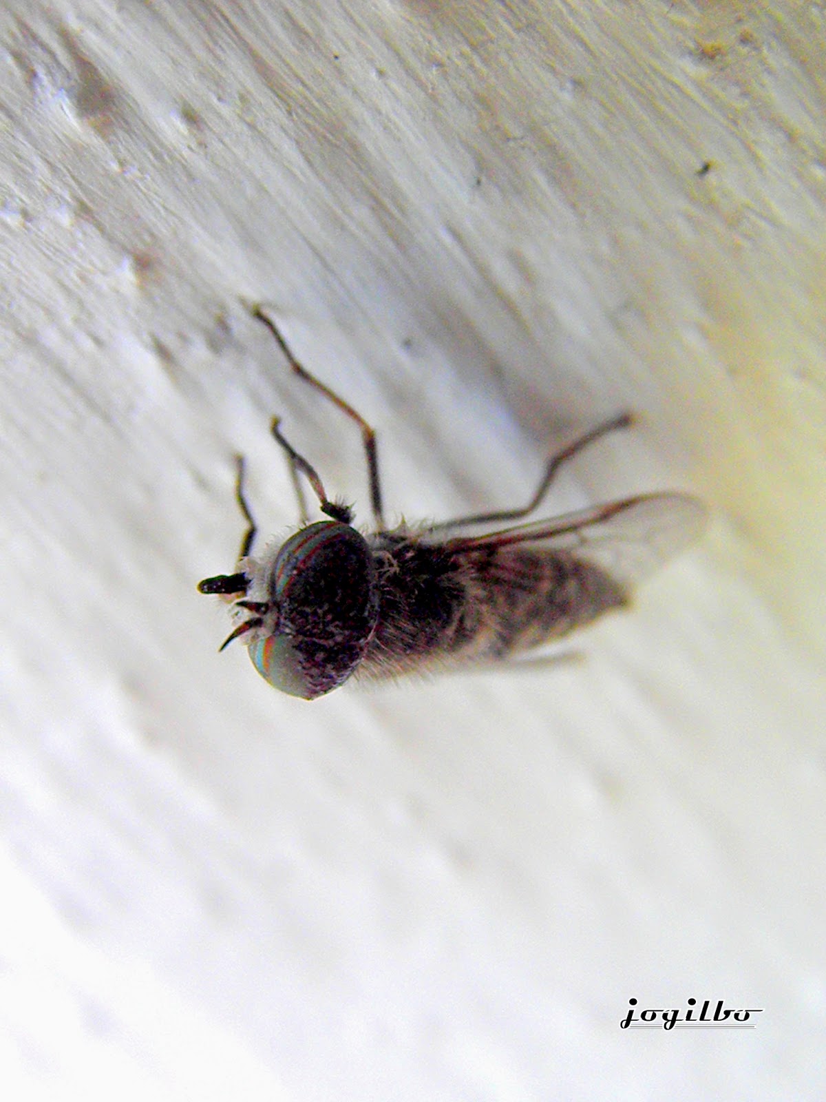 benquerer: Mosca-de-cavalo (mutuca, moscardo ou tavão)