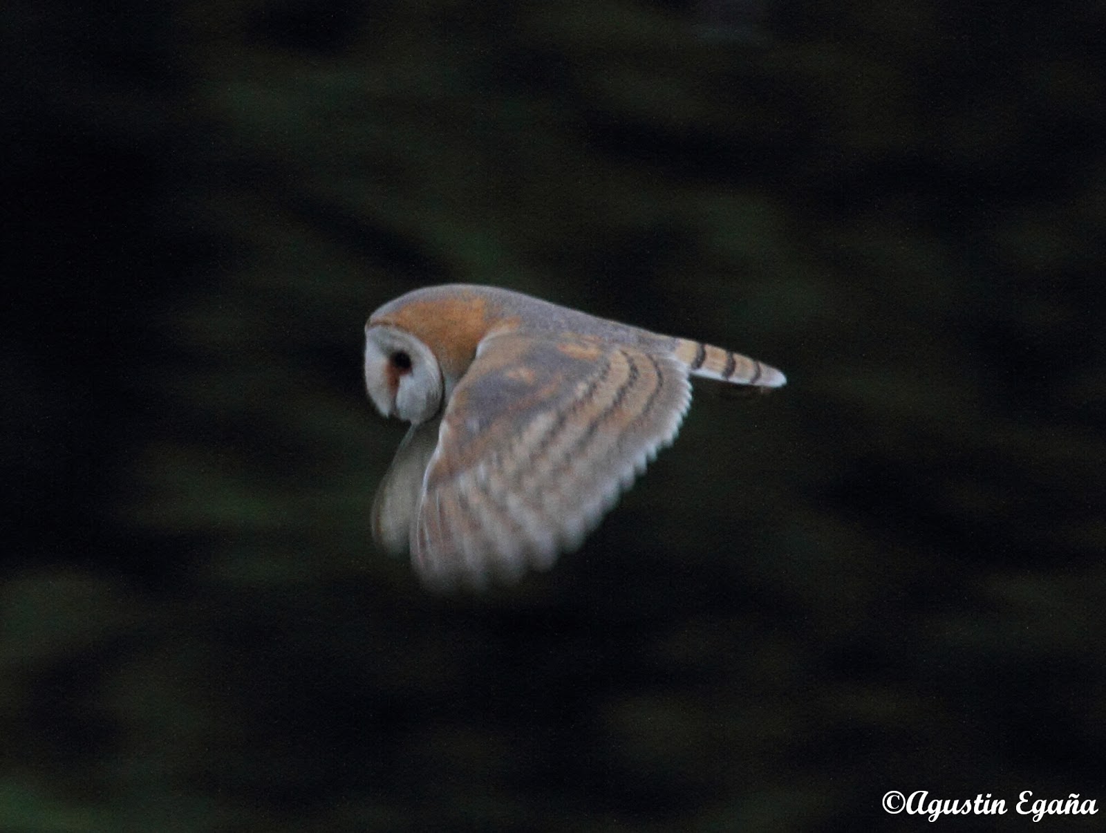 Miradas Cantábricas: El vuelo de la Lechuza