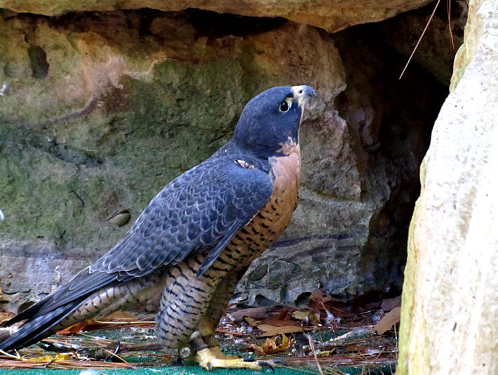 Palms - Americana: Georgia Southern University or GSU