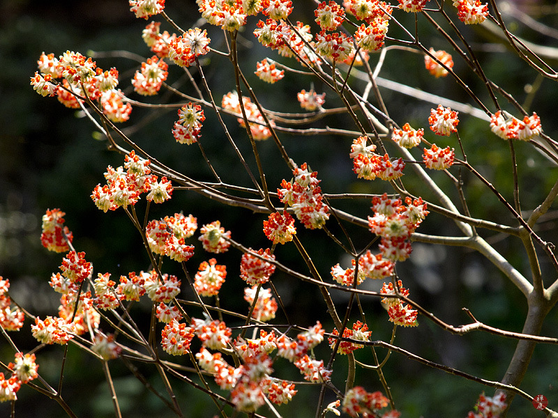 FROM THE GARDEN OF ZEN: Aka-bana Mitsumata (Edgeworthia chrysantha cv ...