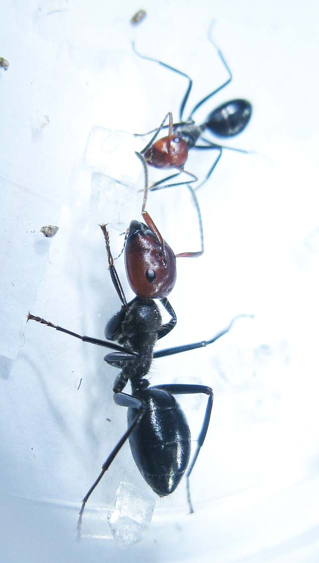 Camponotus Saundersi Exploding