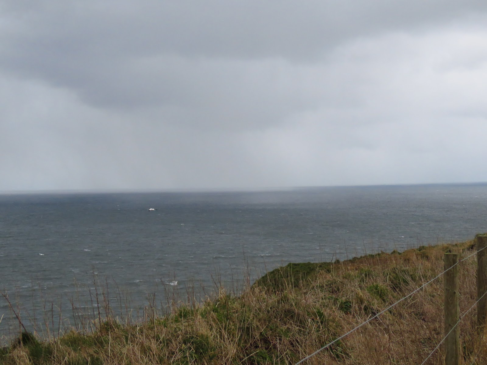 Wild at Hull: Bridlington Harbour and Bempton Cliffs