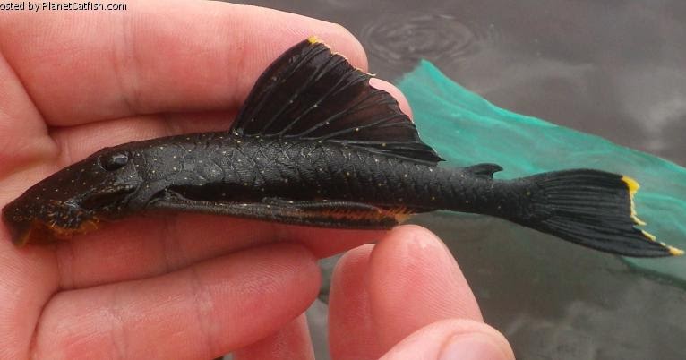 Virginia Tech Ichthyology Class : From Hagfishes to Halibuts, Thanks ...