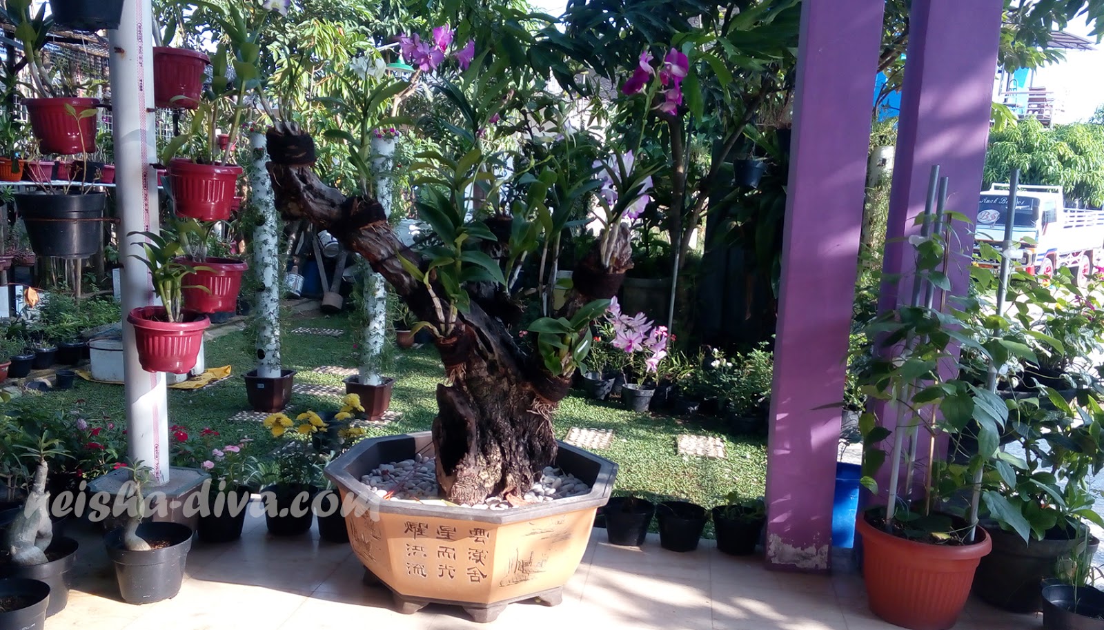 Rumah Bunga Neisha: RUMAH BUNGA NEISHA - Bosan Tampilan Anggrek Biasa ...