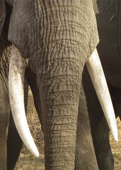 Fakta Unik Gajah : Mamalia Darat Terbesar di Bumi - Dun-Hew