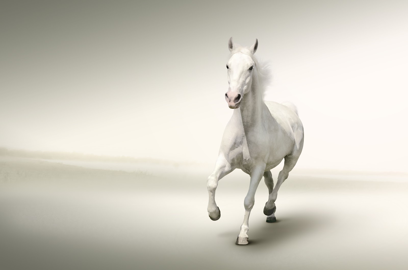 13 Gambar Foto Kuda High Resolution