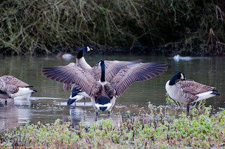 Postcards from Sussex: Canada Geese and Trumpeter Swans