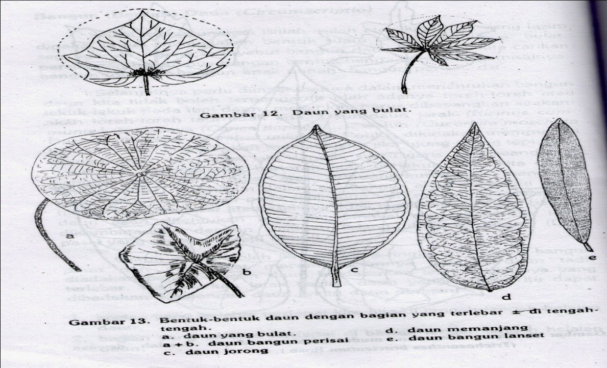 Morfologi Tumbuhan: DAUN (FOLIUM)