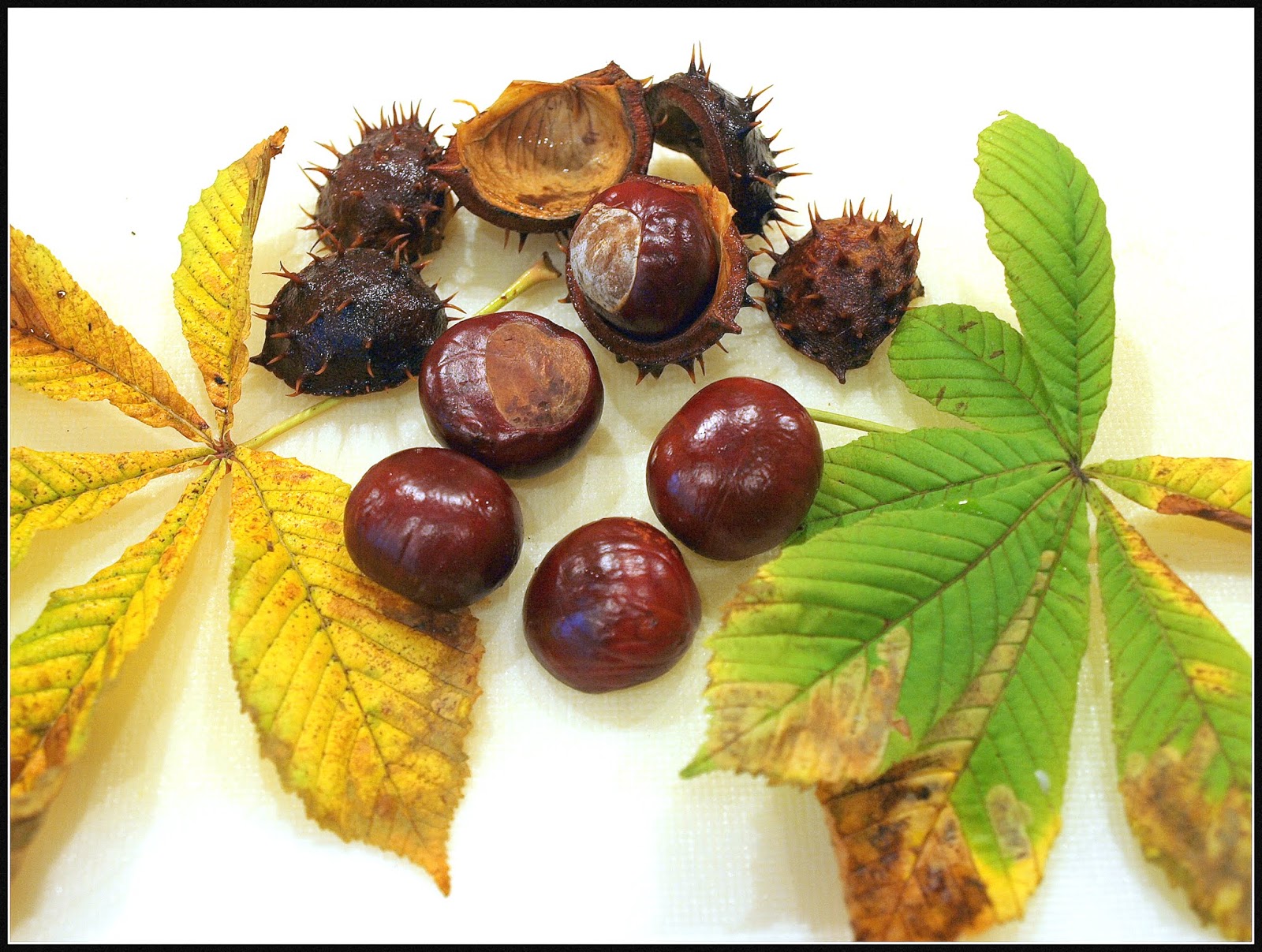 Mark's Veg Plot: Free food! - Chestnuts