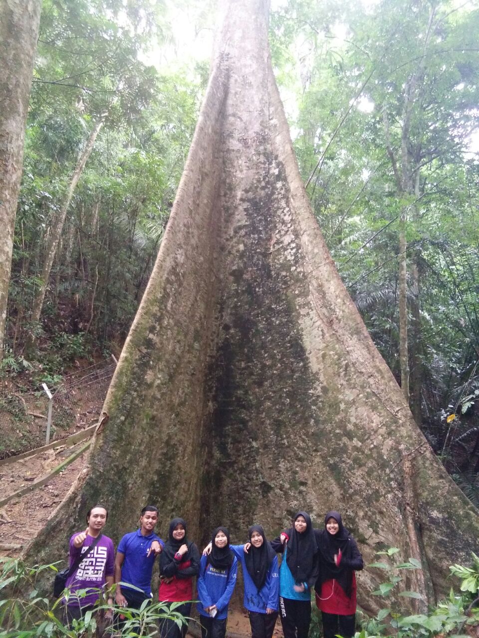 UUM- Pokok Tiga Beradik