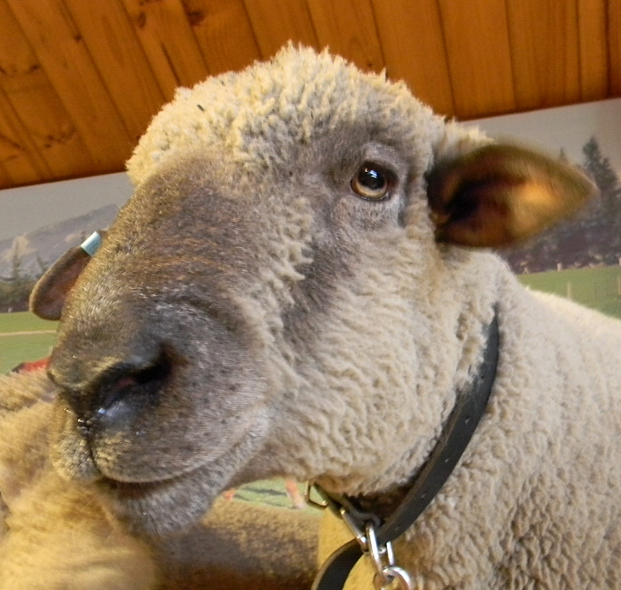 Nancy and Chuck - Retirement in Ecuador: New Zealand Sheep Sheep Sheep