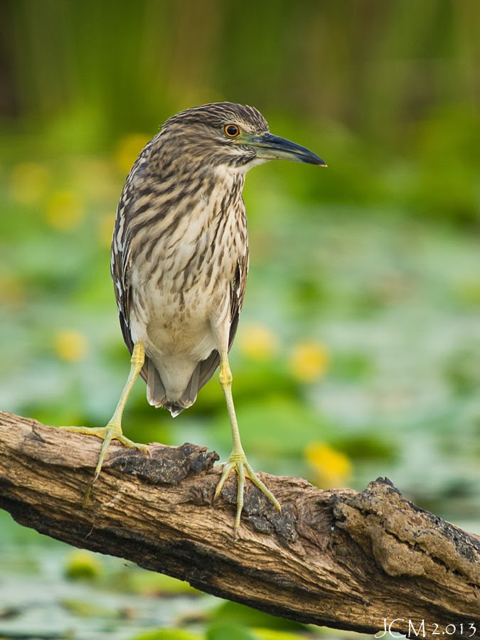 Fauna del Valle - Fotografía de Naturaleza: Martinete común (Nycticorax ...