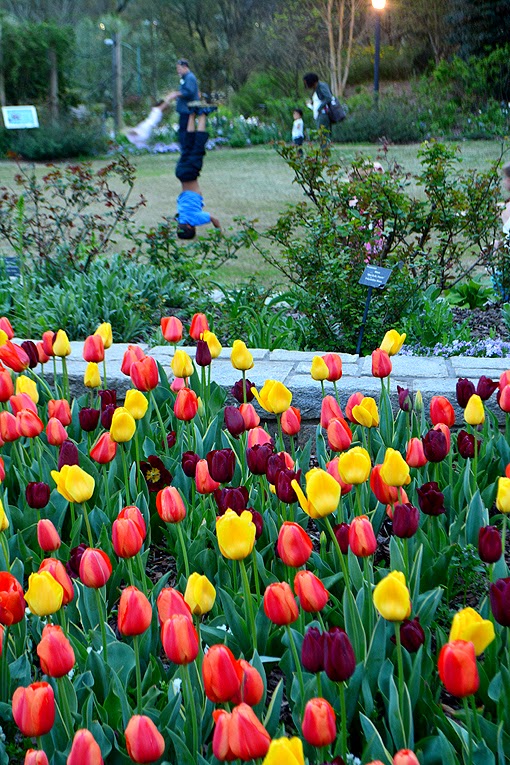 wanderlust ATLANTA: Atlanta Blooms! Inspires