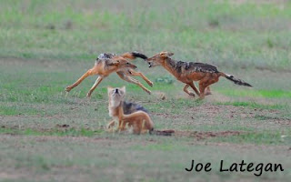 Zoo Animals: October 2011