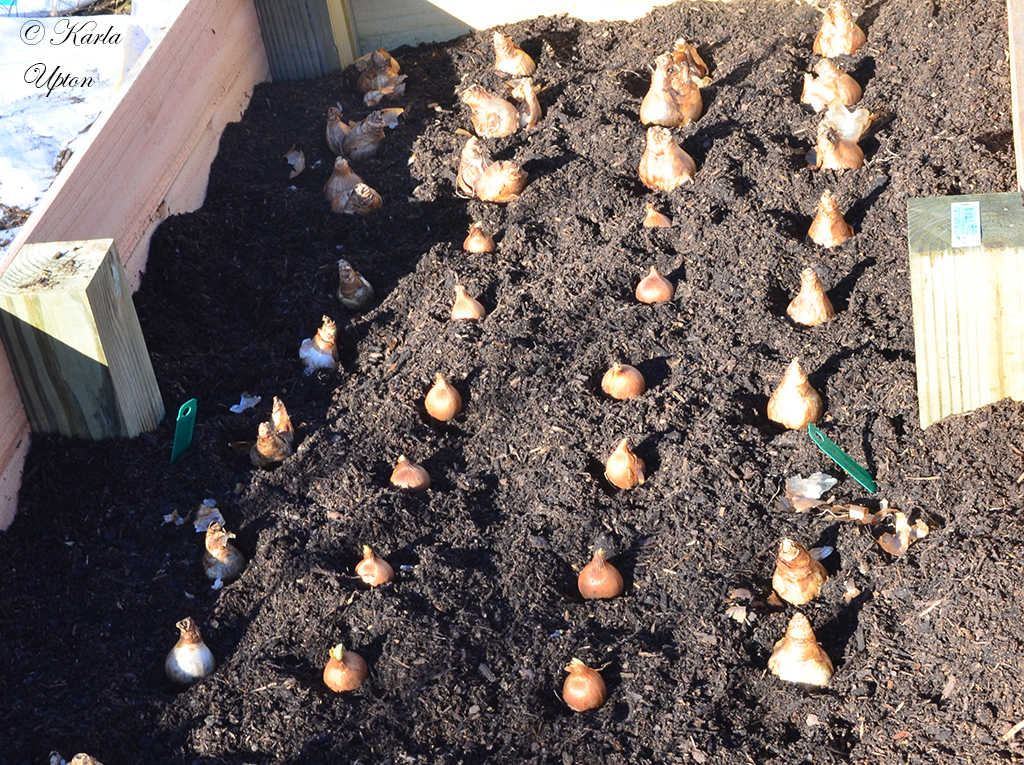 The Little Biddy Hen House