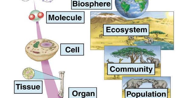 Biological Objects at the Organizational Level of Life - Biology Read
