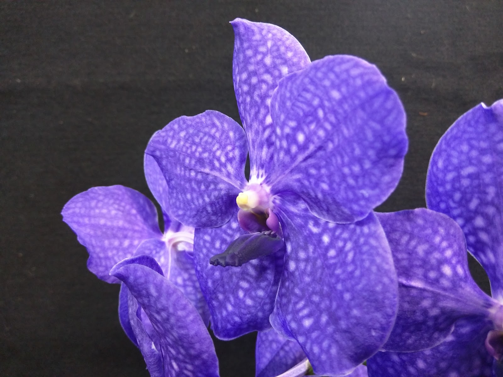 Kev's Orchids: Bloom Event - Vanda Princess Mikasa 'Blue'