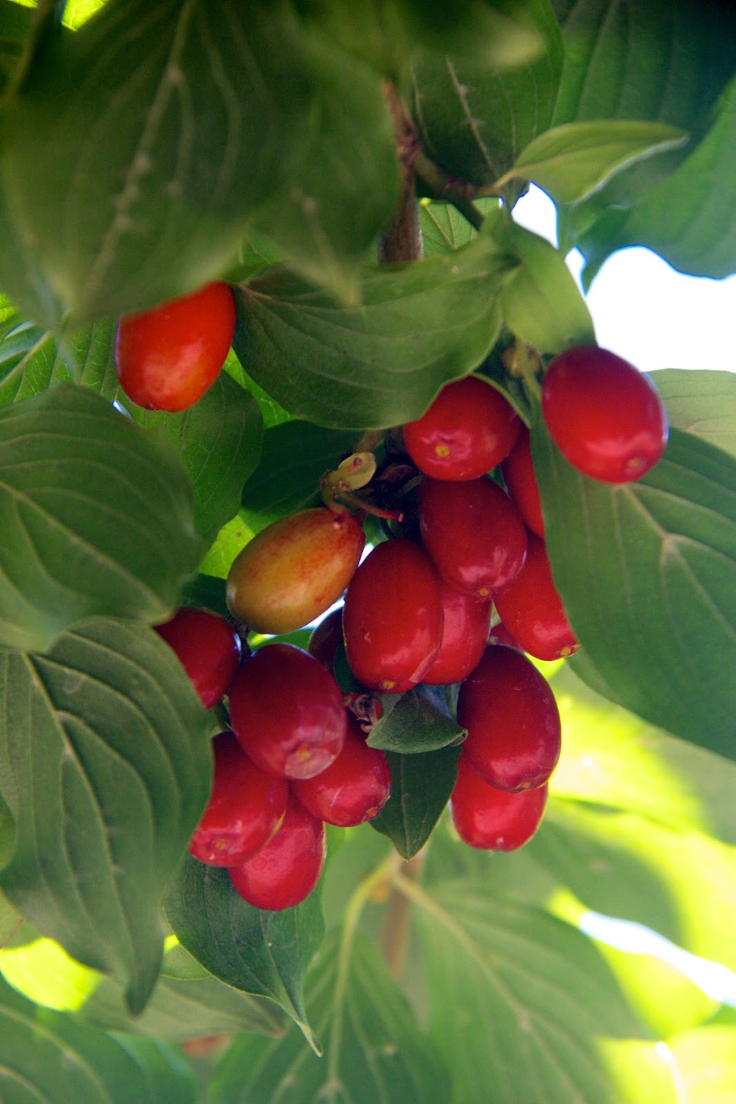 Down & Dirty: cornelian cherry