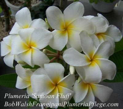 Frangipani - Plumeria - Tropical Plant Care