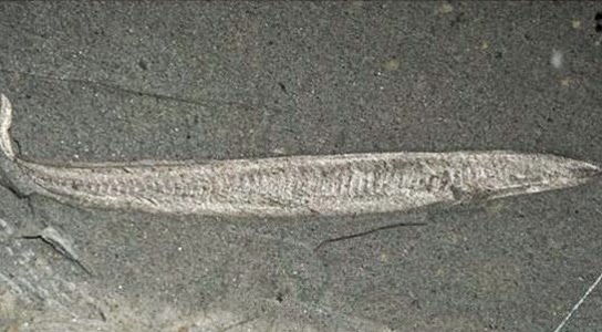 Generations of Arthropods: Other Cambrian Critters