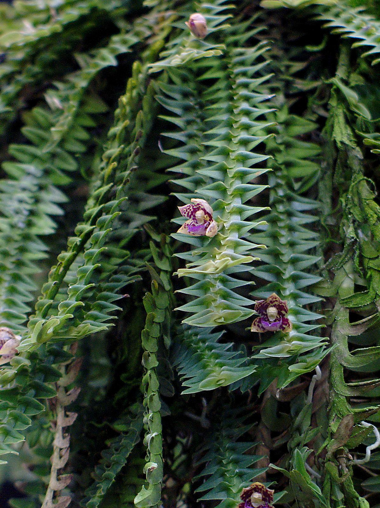 Cultura Guaraní: Orquídea Dichaea pendula