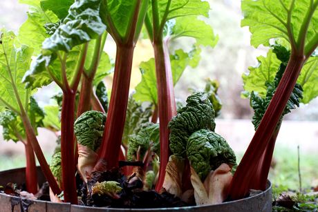 HOW TO GROW RHUBARB IN POTS |The Garden of Eaden