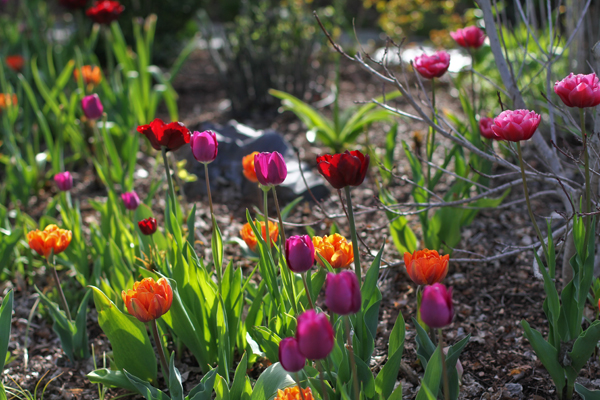 VW Garden: Spring Tulips