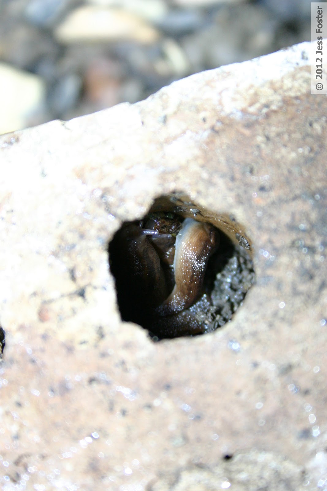 Sluggin' Along: Slug Waste Disposal: Part 2