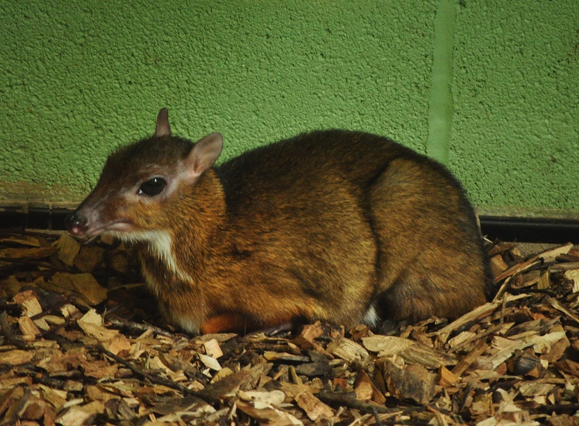 ZOOTOGRAFIANDO (6.100 ANIMALS): CIERVO RATÓN DE JAVA / JAVA MOUSE DEER ...