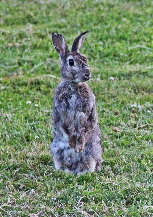 Contes d' Animals: EL CONILL