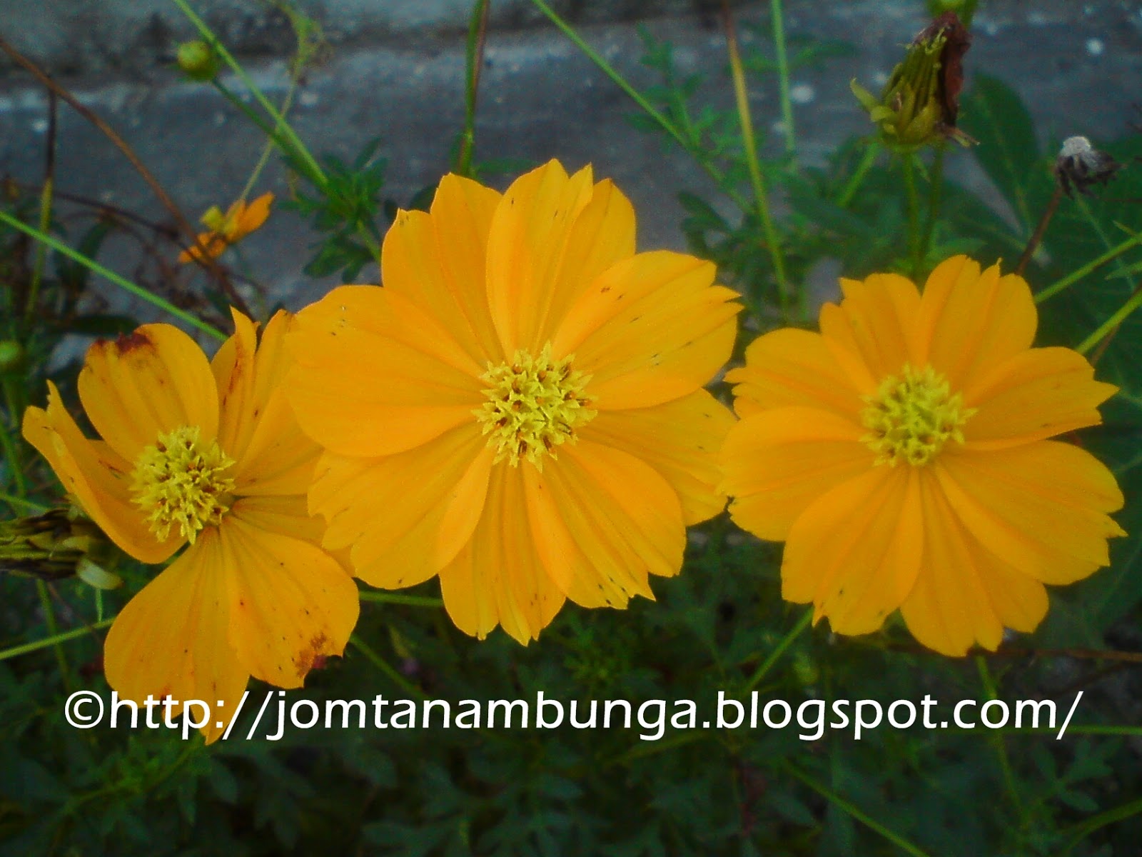 Jom Tanam Bunga: Cosmos - Boleh Dimakan?