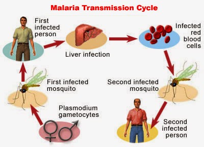 Malaria - Big Menace to Human Health in Tropical and Sub-tropical ...