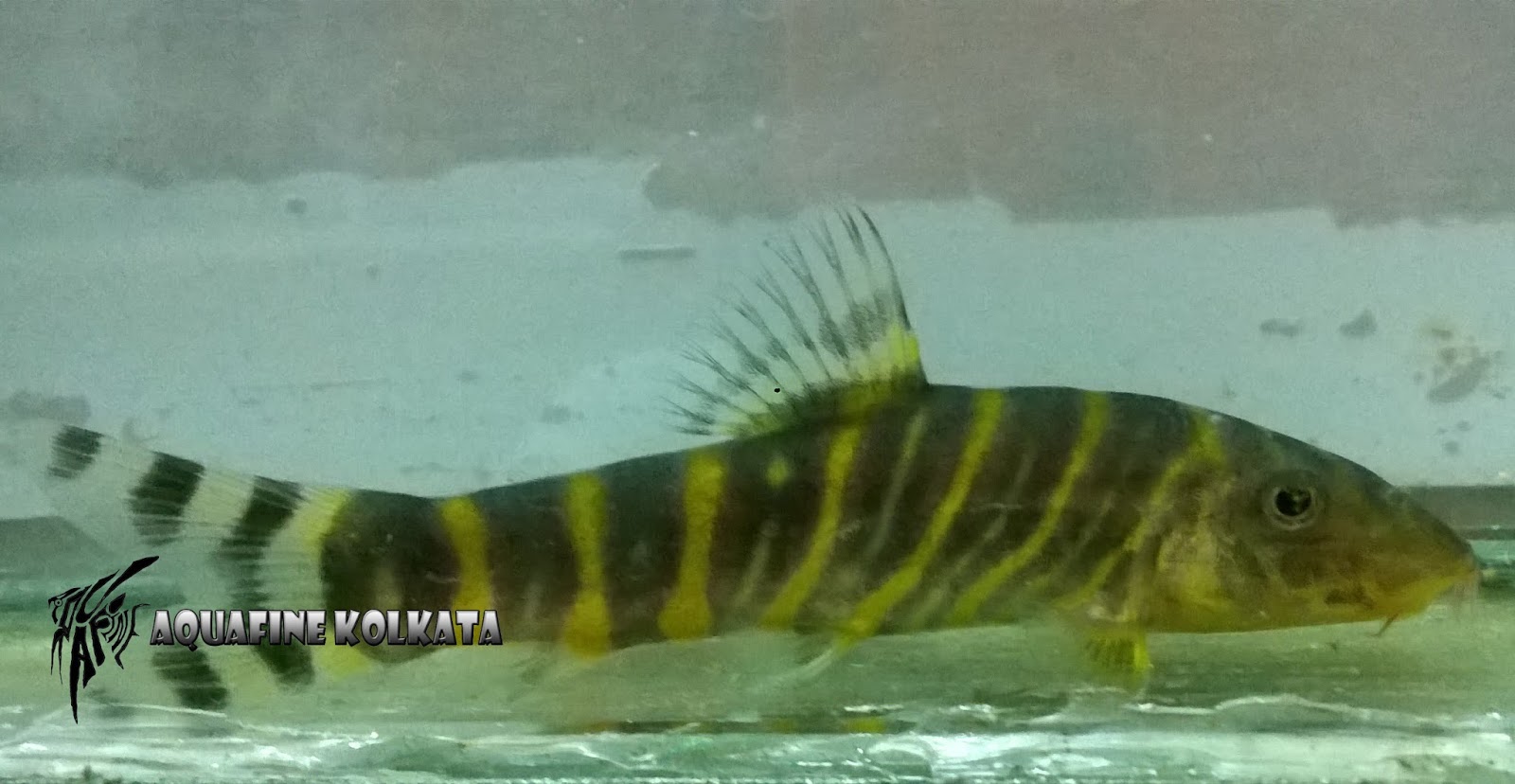 ~ AQUAFINE KOLKATA