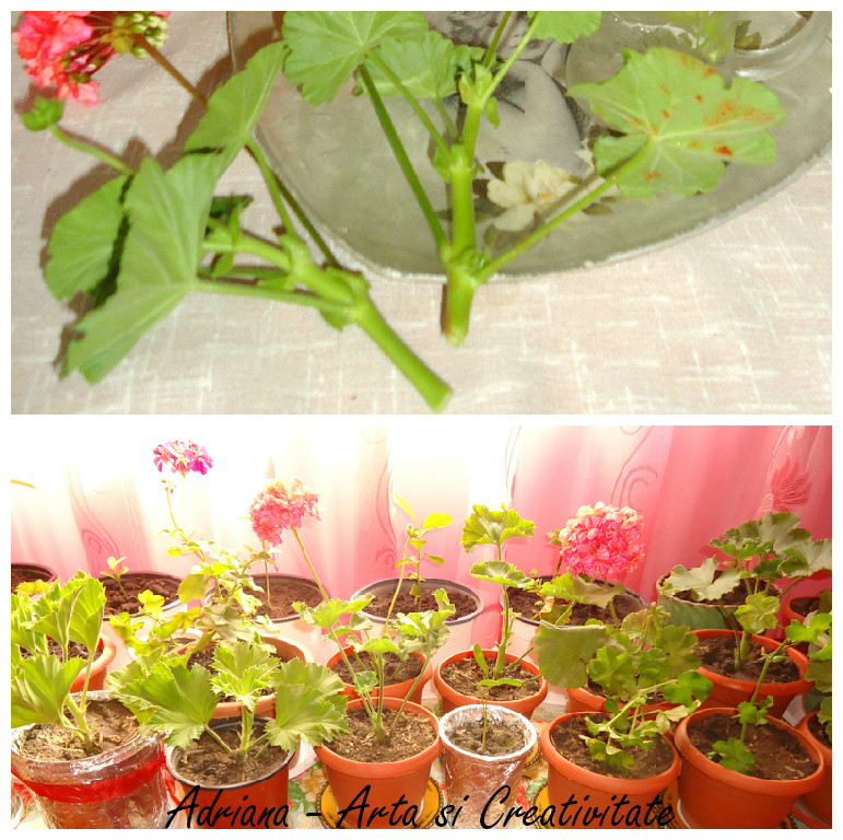 Inmultirea muscatelor