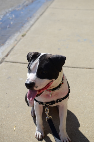 Two Pitties in the City: Super-Levi's Alter-Ego: Levi-Kent