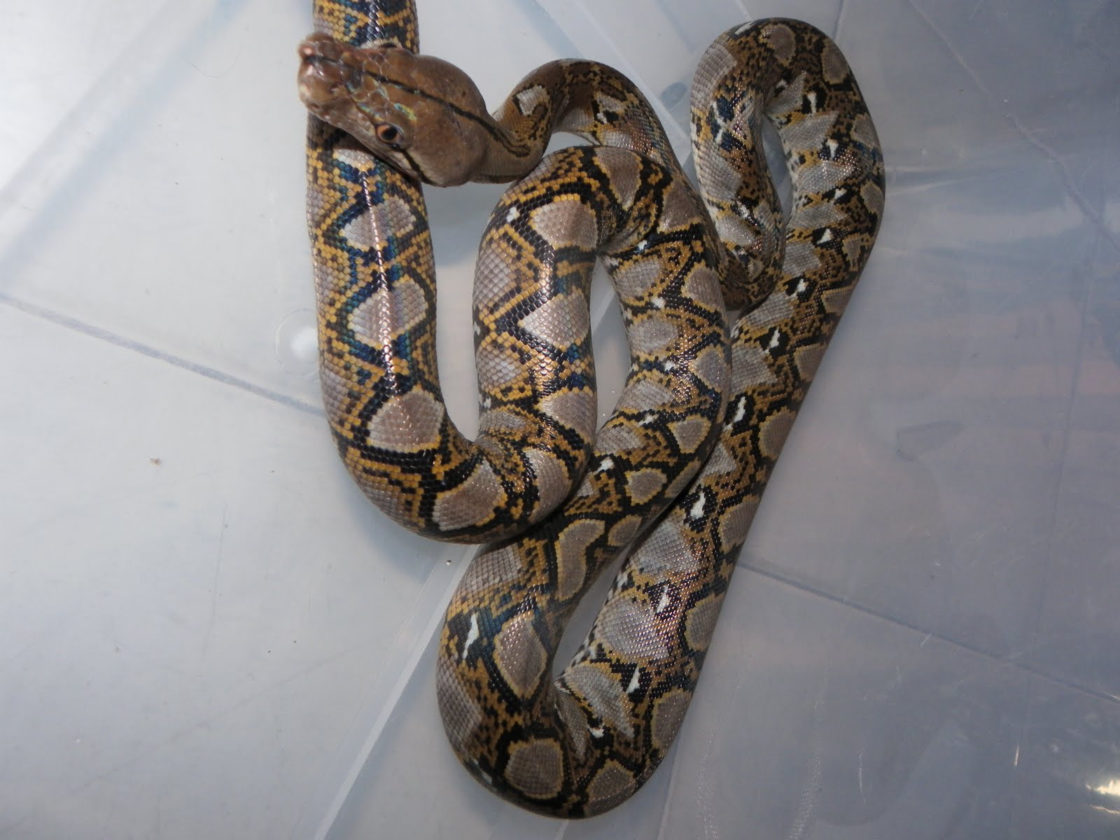 OReptile & extreme pets: Phyton Reticulatus, alias retic