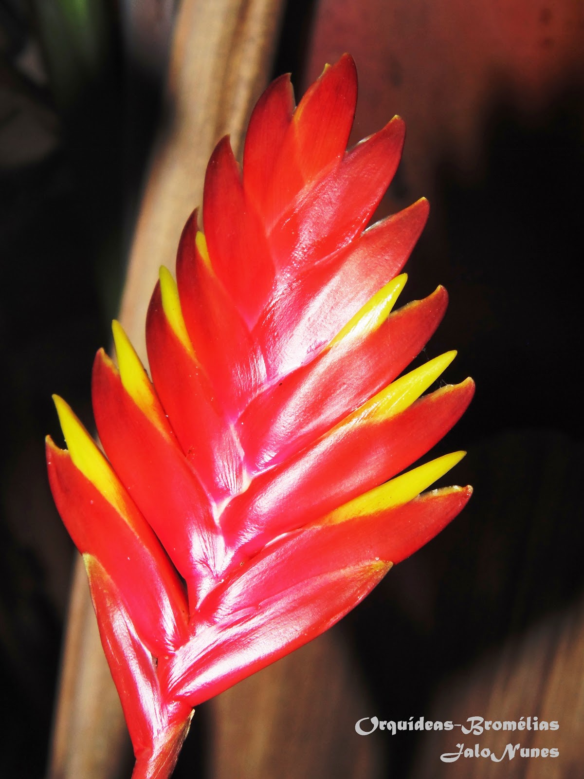 ORQUÍDEAS * BROMÉLIAS: Bromélia: Vriesea carinata