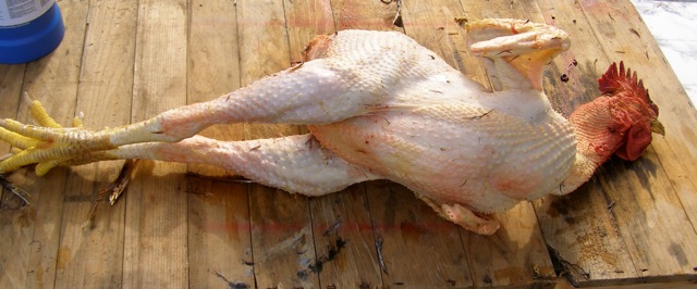 La Tavola Marche: Carnivore's Delight: Forage, Slaughter & Butcher Your ...