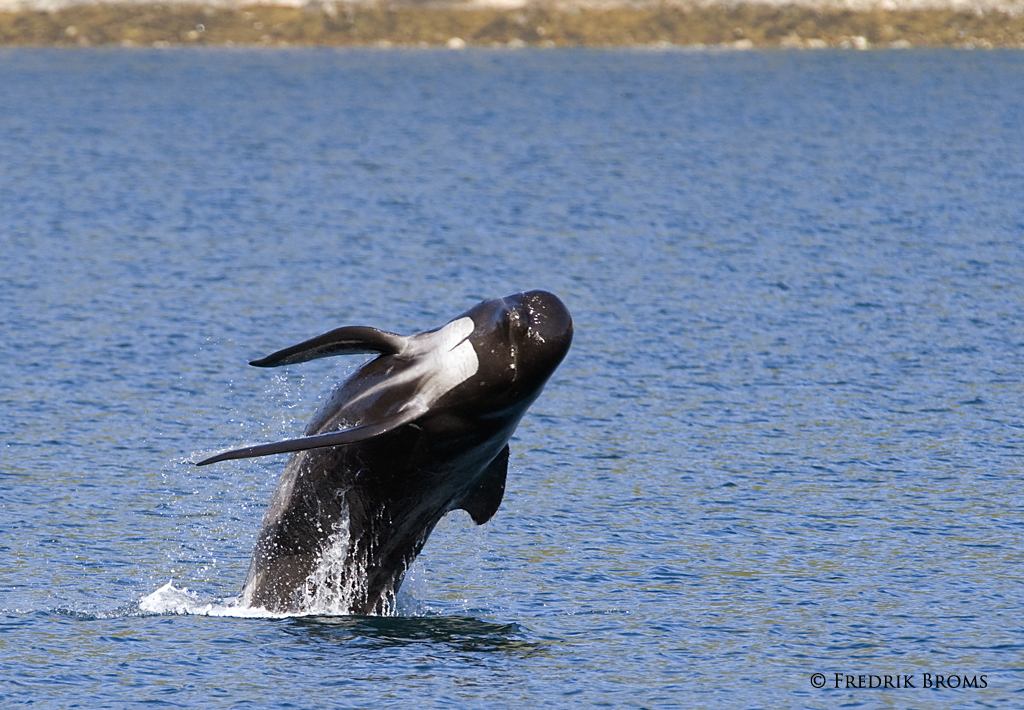 Northern Lights Photography: Pilot Whale - Grindhval