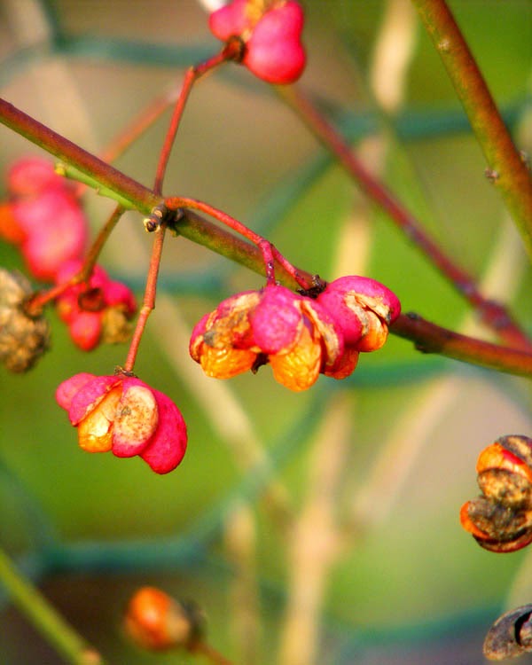 Loire Valley Nature: Spindle Euonymus europaeus