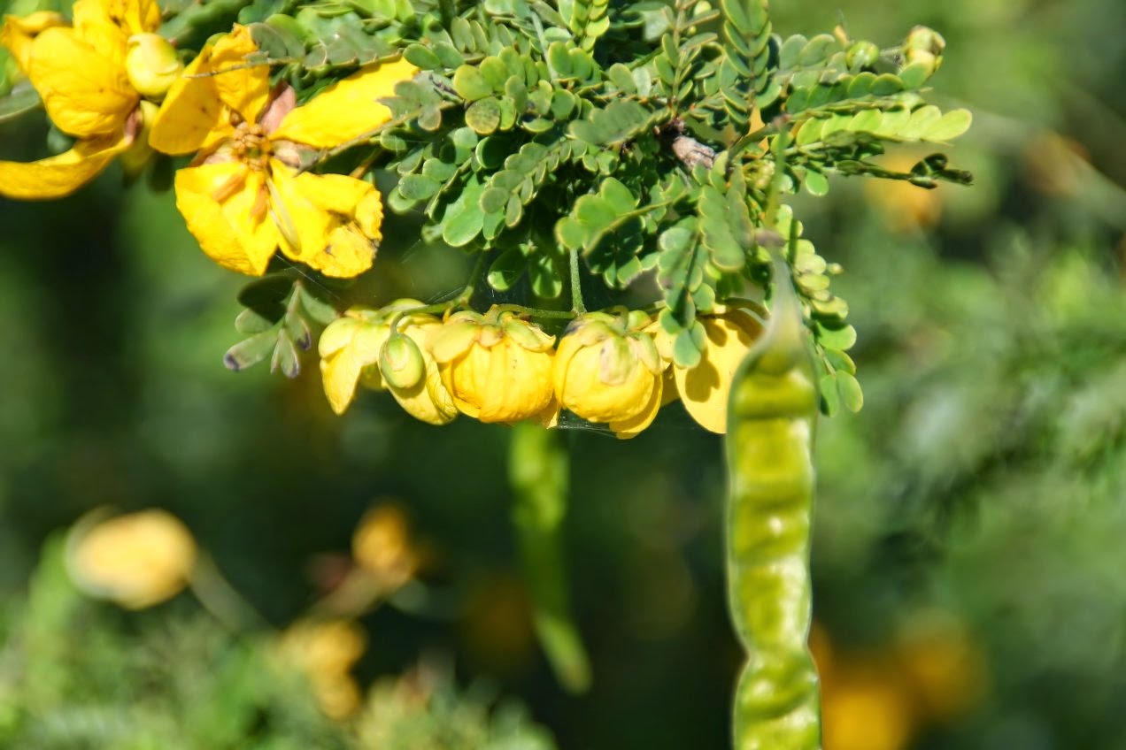 Flora de Puerto Rico Ilustrada Papo Vives: CAESALPINACEA SENNA ...
