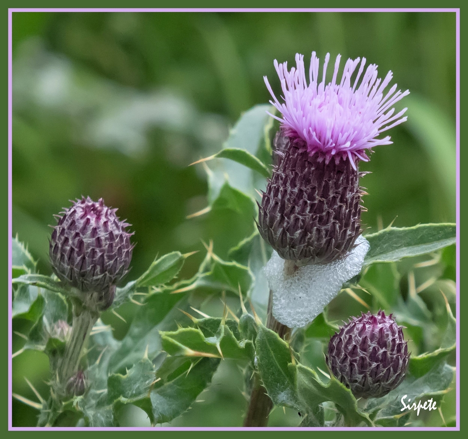 Sirpete's Pic's: Thistle...from today's morning walk.