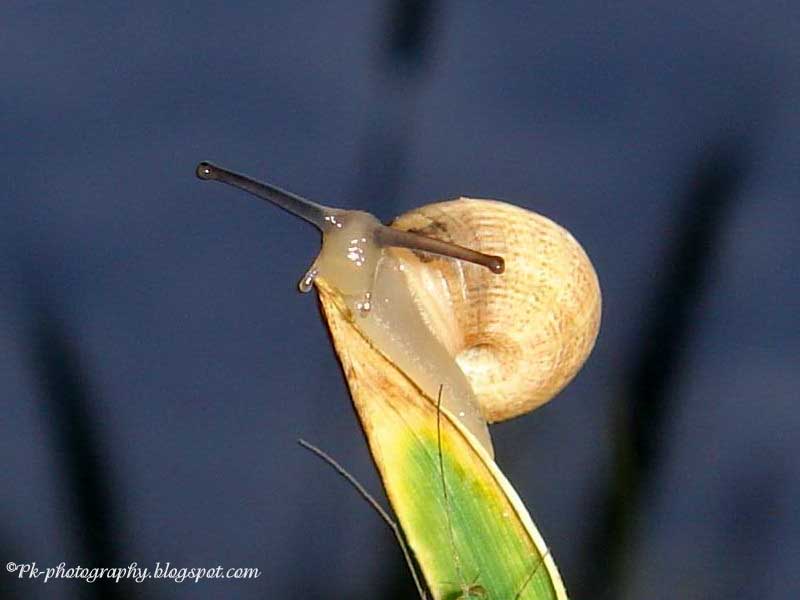 Snail Pictures | Nature, Cultural, and Travel Photography Blog